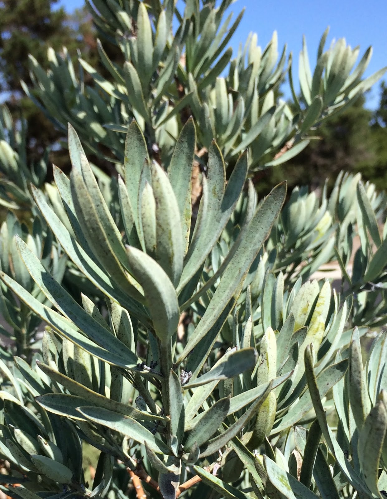 Trees of Santa Cruz County: Podocarpus elongatus 'Monmal' - Icee Blue ...
