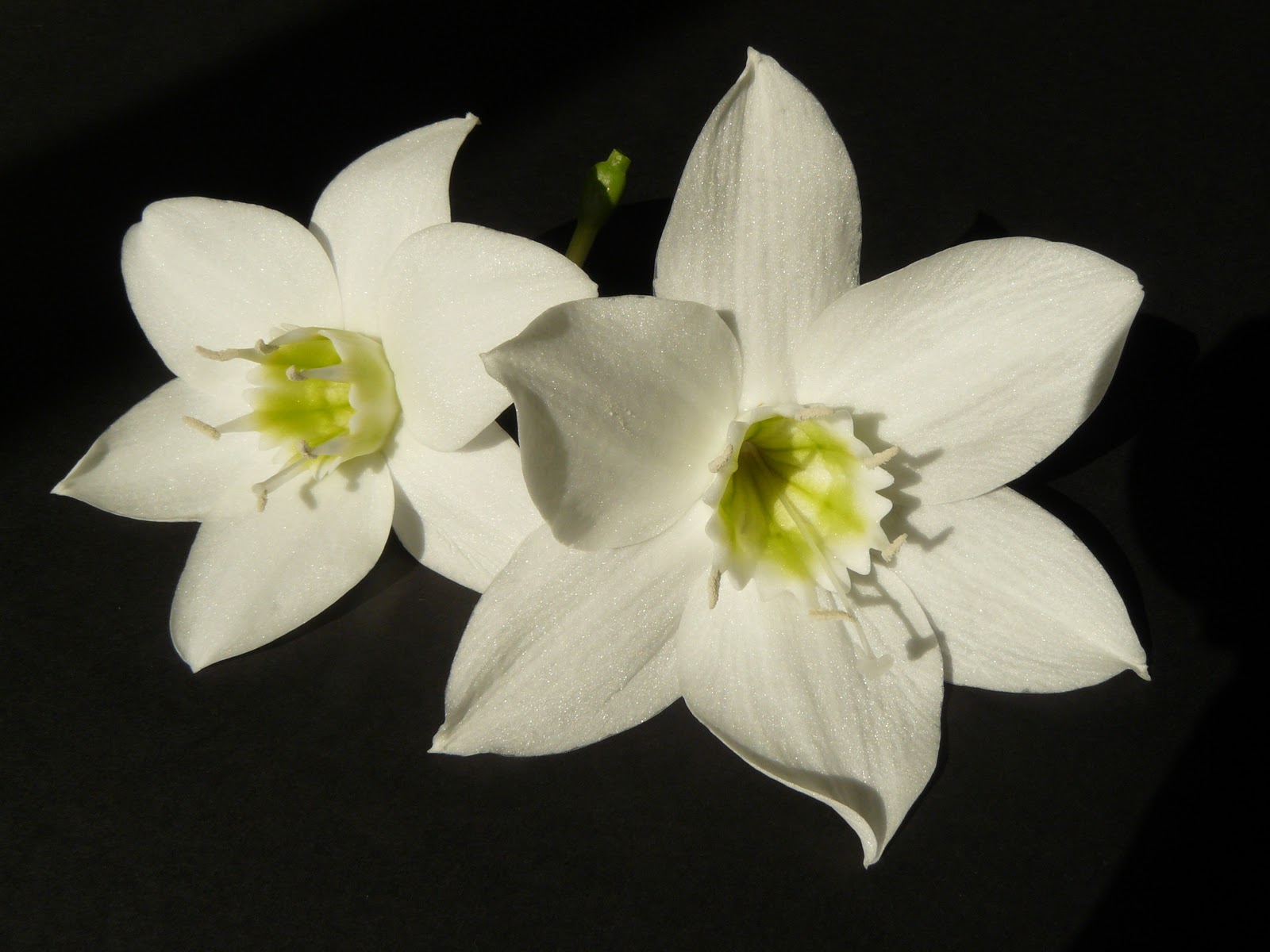 Images and photos of lilies