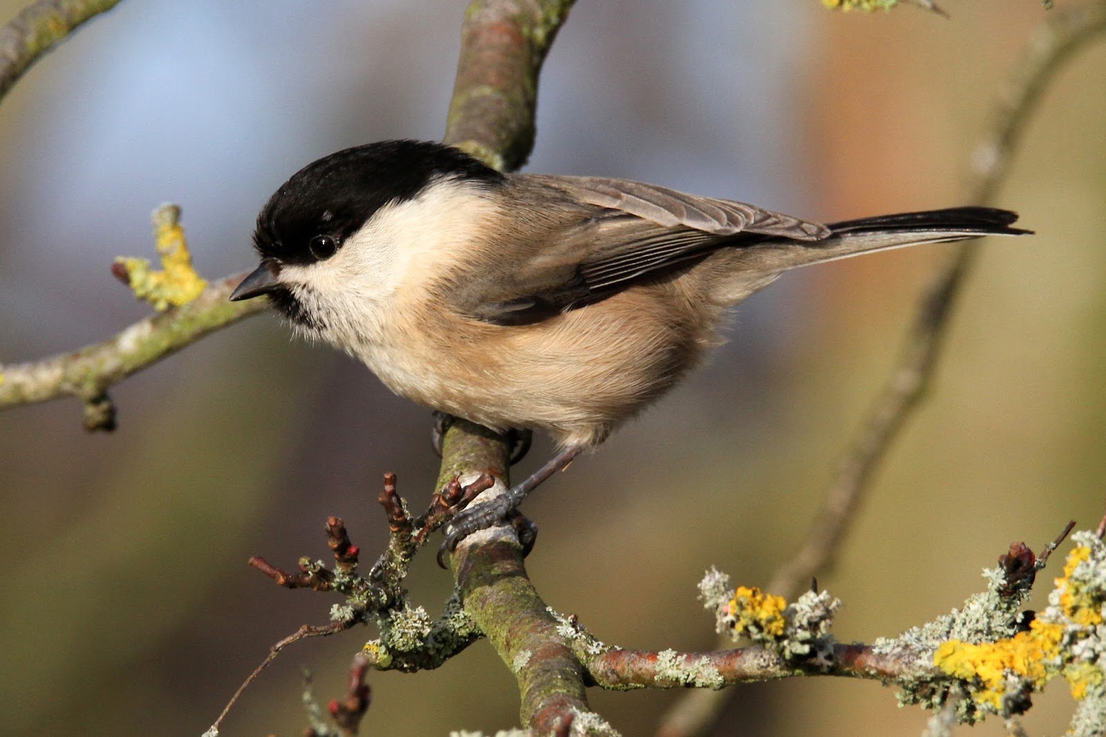TrogTrogBlog: Bird of the week - Willow tit