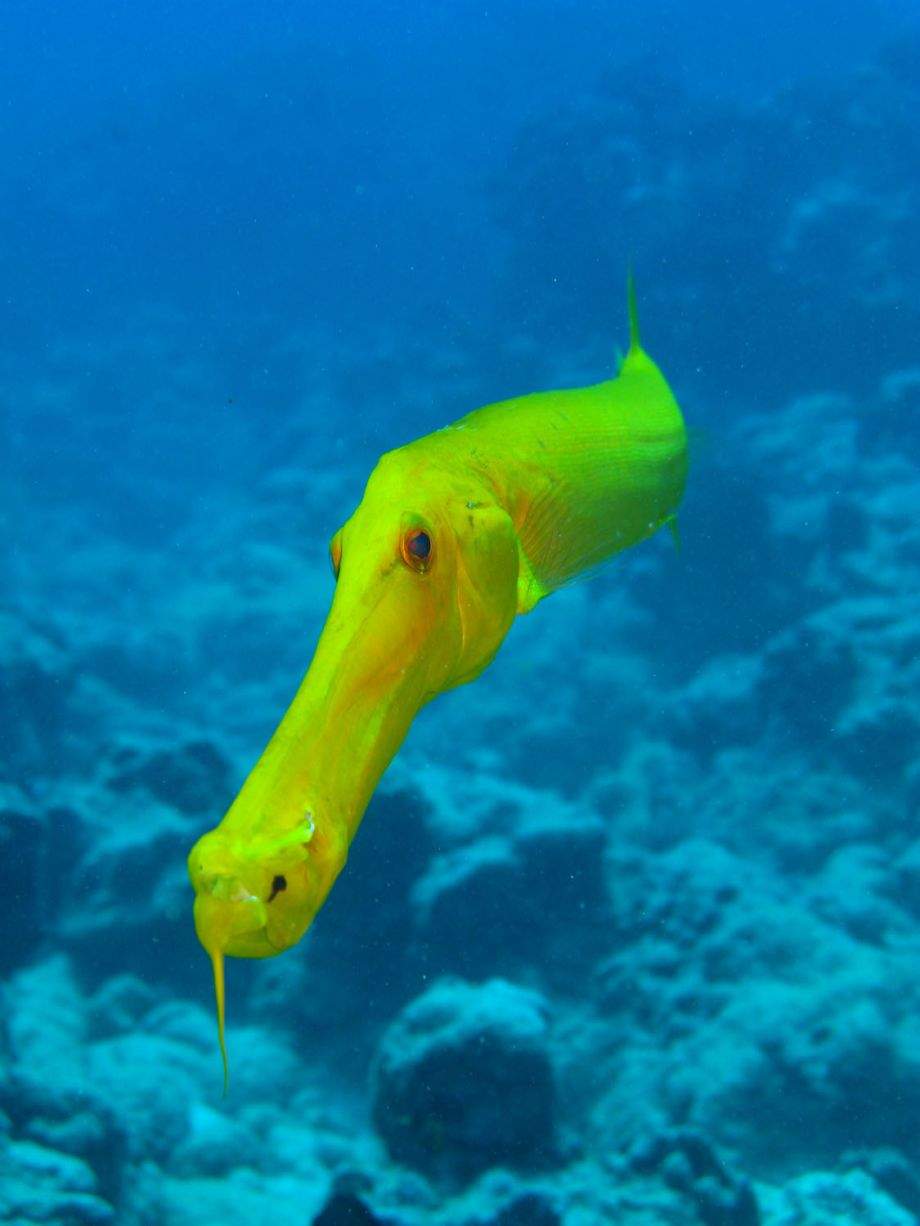 10 Makhluk Hidup Paling Cantik di Muka Bumi ~ My Little World