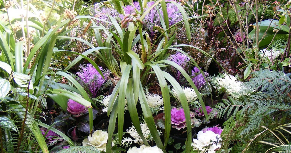 photographing New Zealand: Pukekura Park Fernery and Display Houses