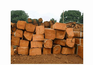 FREE REPORT ON KOSSO WOOD EXPORT BUSINESS