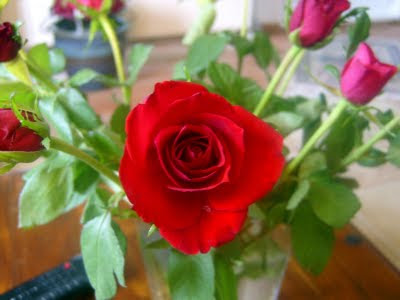 NAŠE ZAHRADY: Růže pro domácí pěstování. Jarní řízky (březen – duben ...