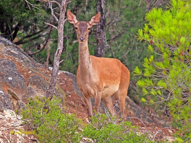 Miguel fotografia: Cierva común (Cervus elaphus)