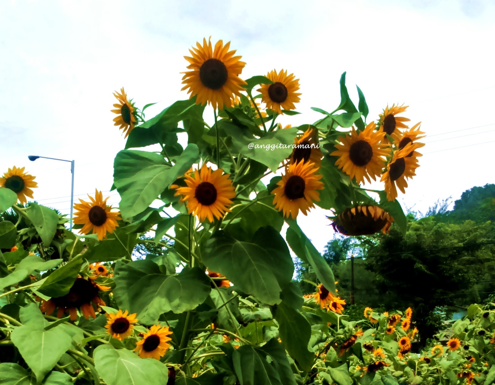 Menakjubkan 26+ Gambar Bunga Matahari Dan Potnya - Gambar Bunga Indah