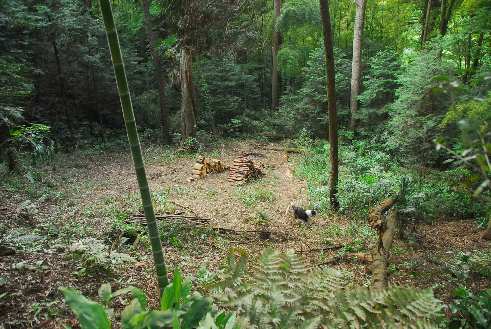 Our Japanese Eco-Kominka: A large clearing in the forest - all in a day ...