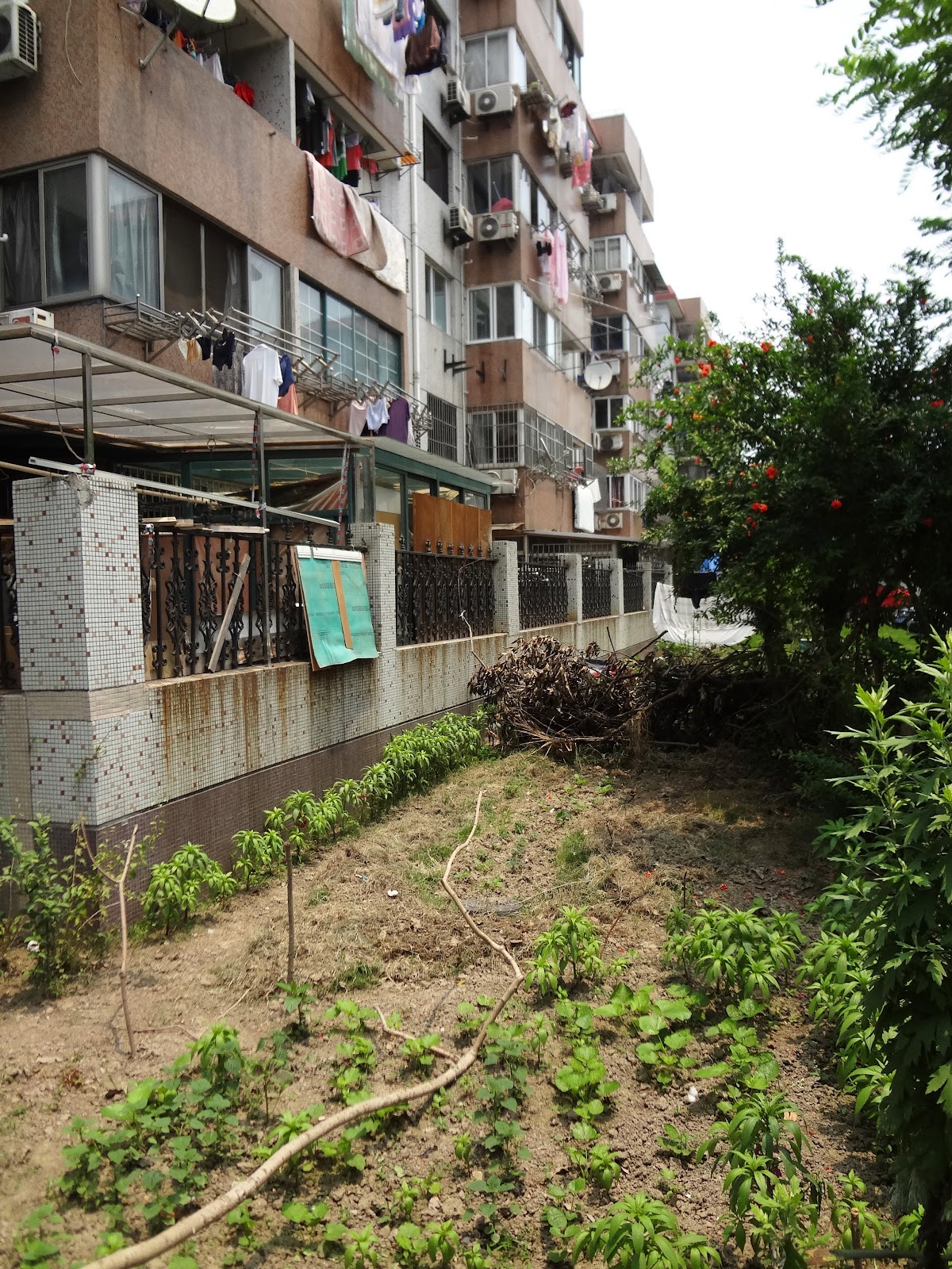 Jax Stumpes: Shanghai Treasure Hunt 4 (6/13/2012)