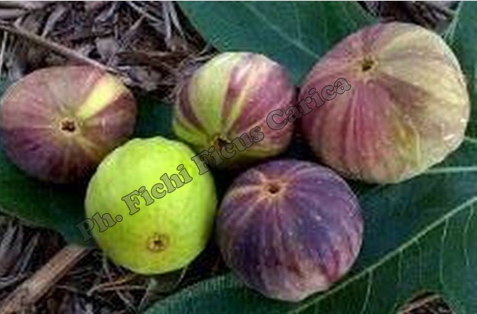 Fruits Seeker: Fichi variegati - variegated figs