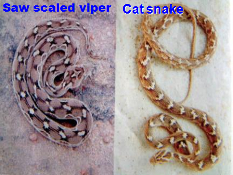Dentistry and Medicine: Snake Bites Types,Diagnosis and Management ...
