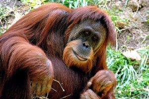 Oragontango-de-Sumatra (Pongo abelii)