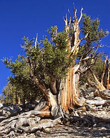 Awakenings: Nevada: Running with the Wild Horses