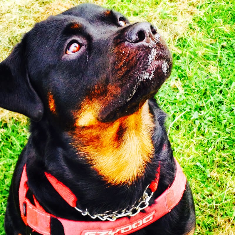 My rottweiler's rehabilitation ~ Your Special Dog