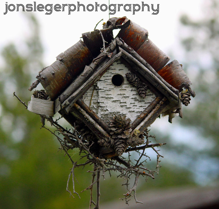 Northern Illinois Birder: Birds that Nest in Man-made Structures