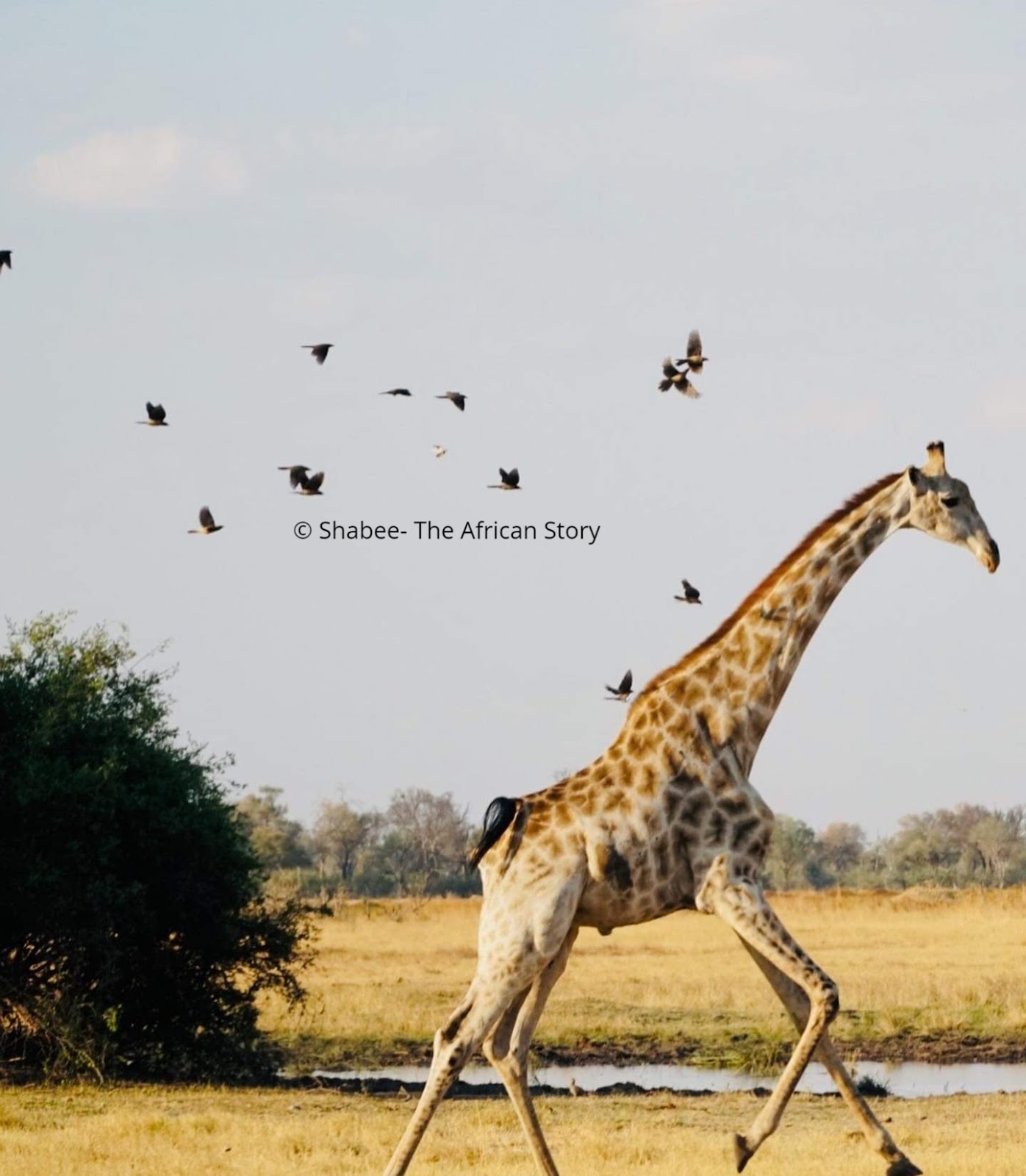 Shabee- The African Story