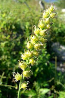 Maleza de HOJA ANGOSTA ~ Agronutrientes