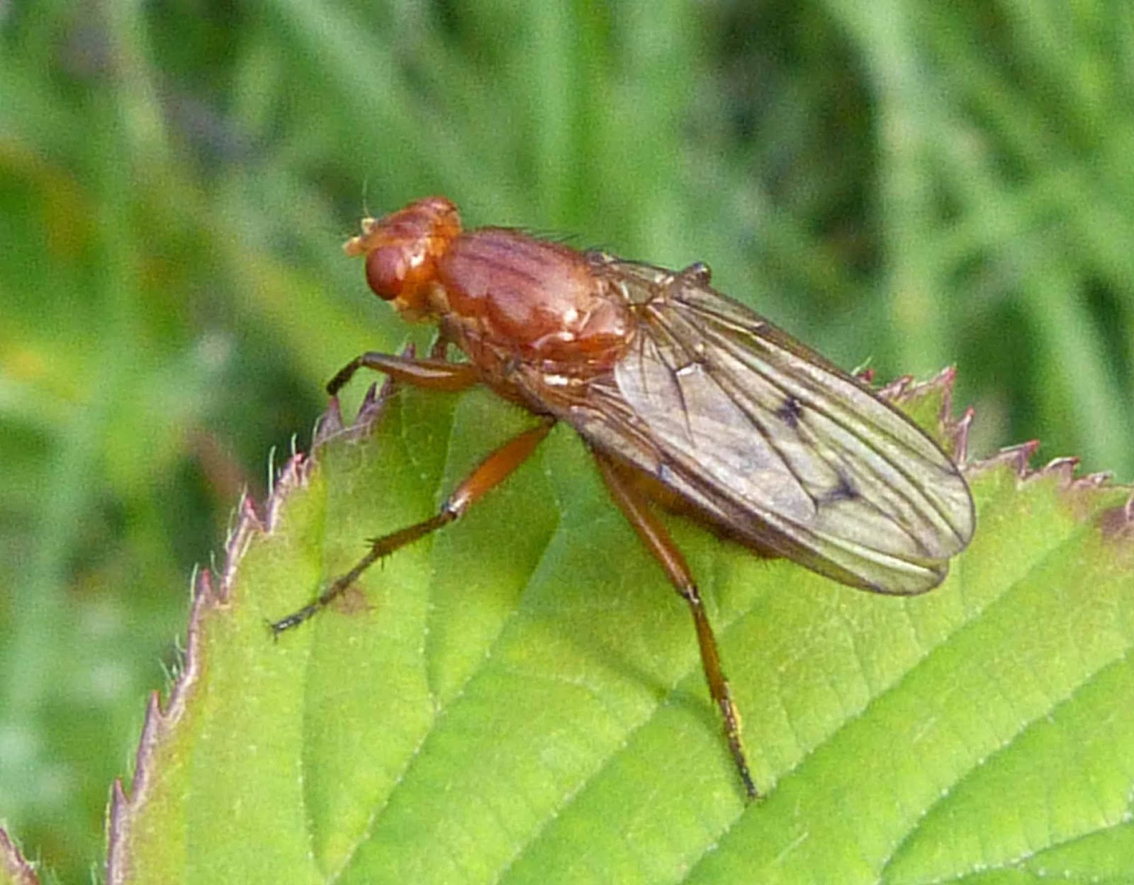 Insects of Scotland: Other Flies/Picture-wing Flies