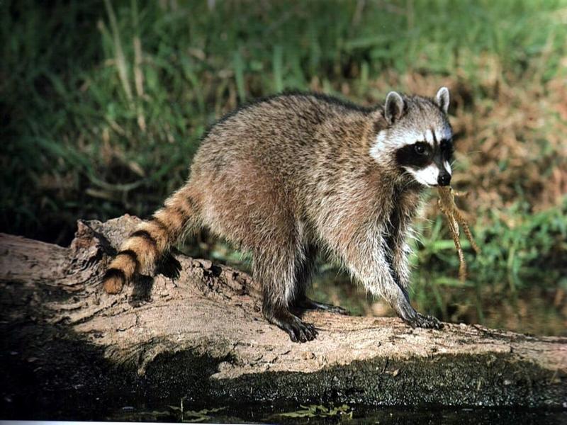 Amici animali: [Scheda] Procione