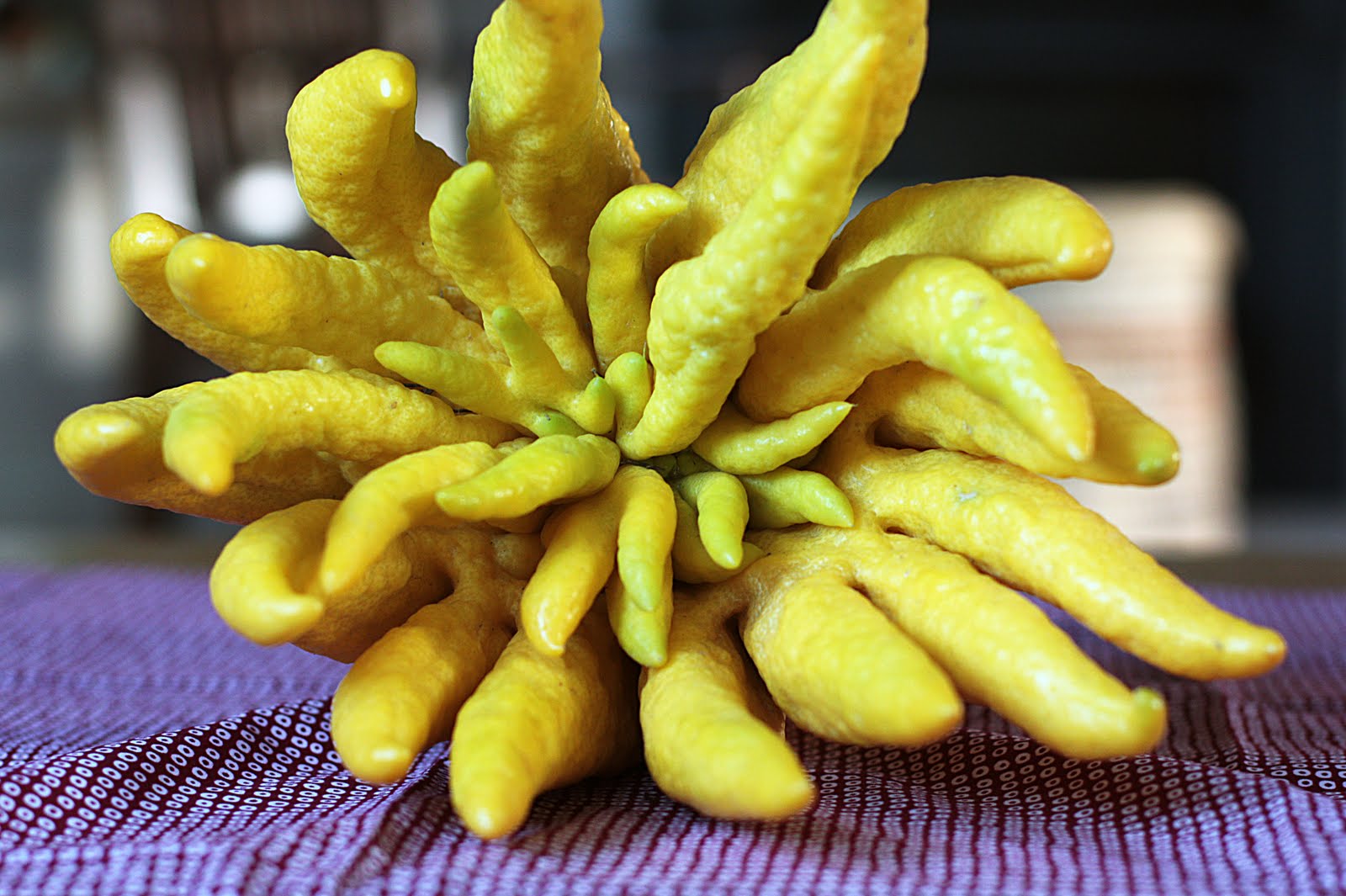 Andrea's Easy Vegan Cooking: Buddha's hand | fabulous recipe testing ...