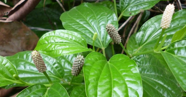 Lets go back to Long pepper season - Herbal Plants