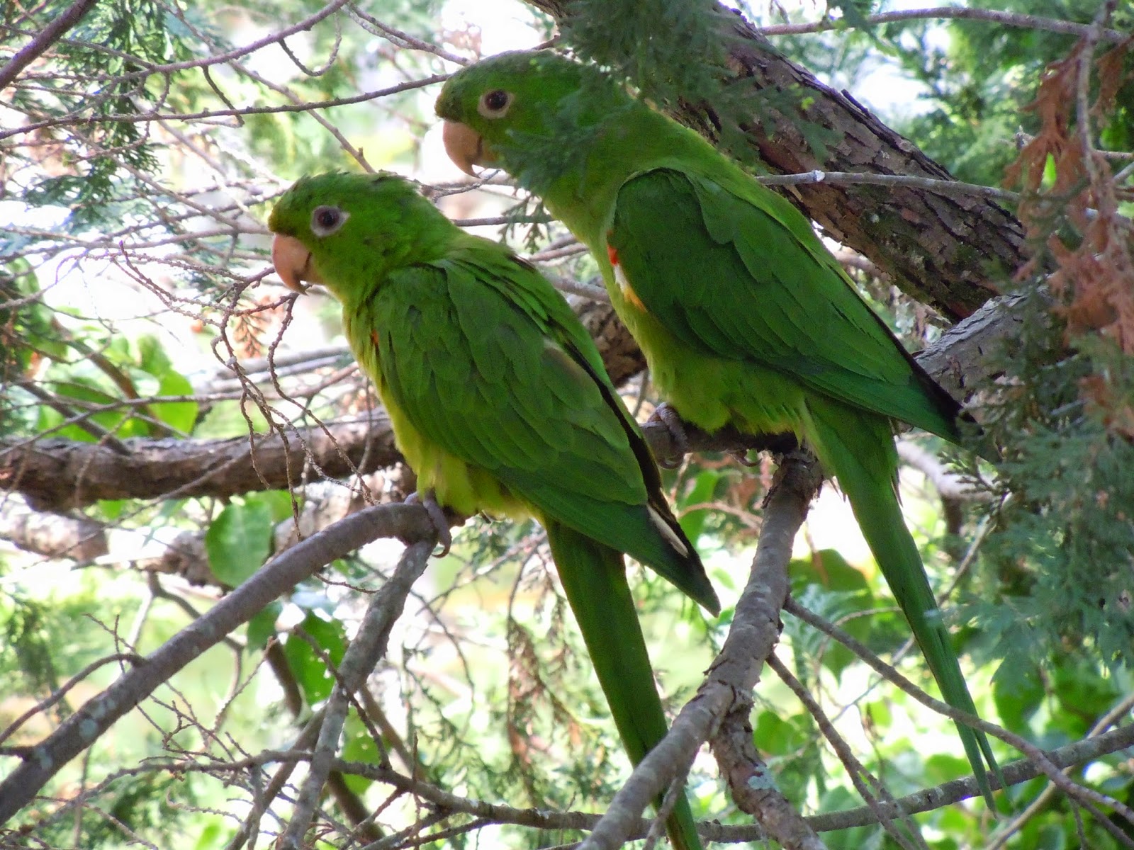 DIÁRIO COM A NATUREZA: 21 DE MARÇO - MARITACAS E BEM-TE-VIS