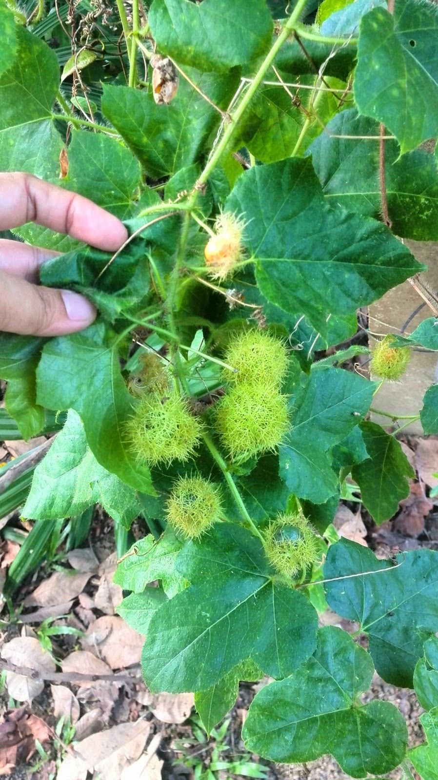 namakucella: POKOK LETUP @ POKOK ULAT BULU