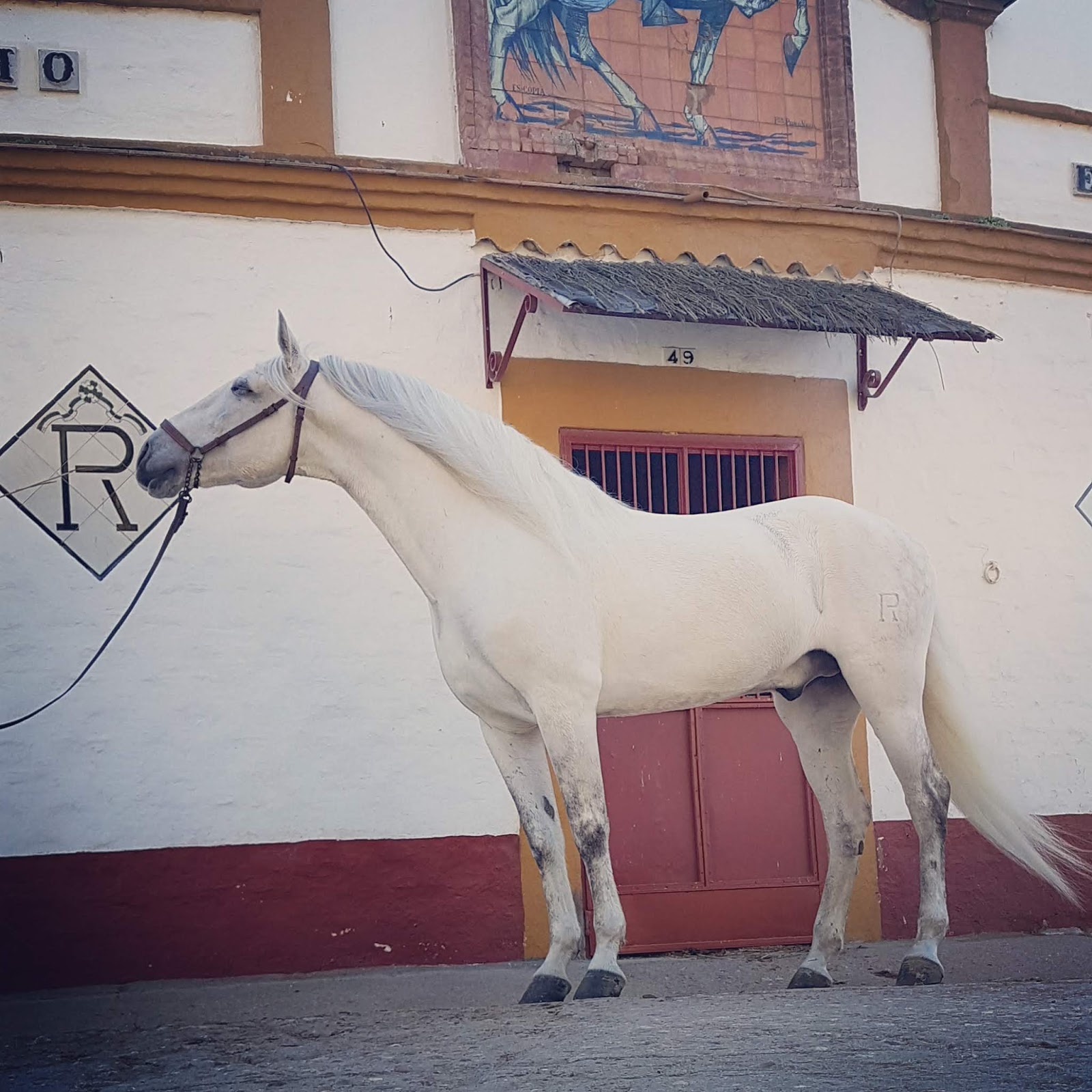 Peralta-Caballos PRE venta-Yeguada Pura Raza Español y CDE-Spanish ...