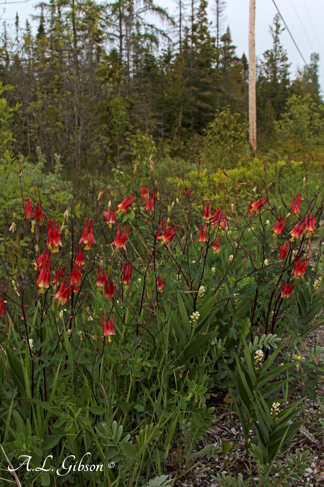 The Buckeye Botanist: The Bruce Peninsula Part IV: Roadside Plants ...