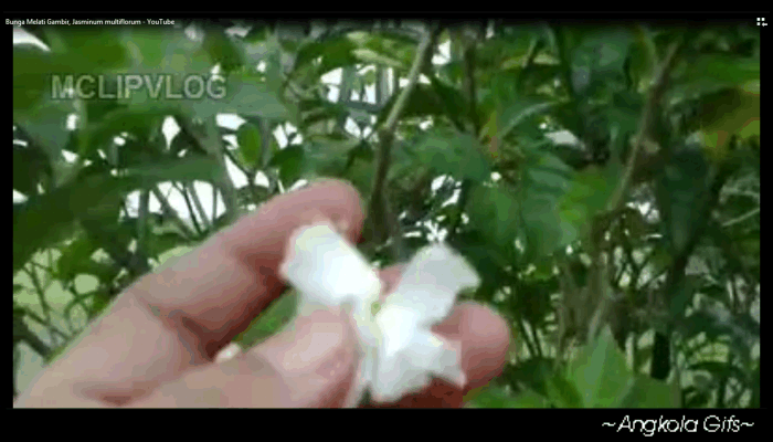 Animation Wallpaper: Animasi Bunga Melati - Gif