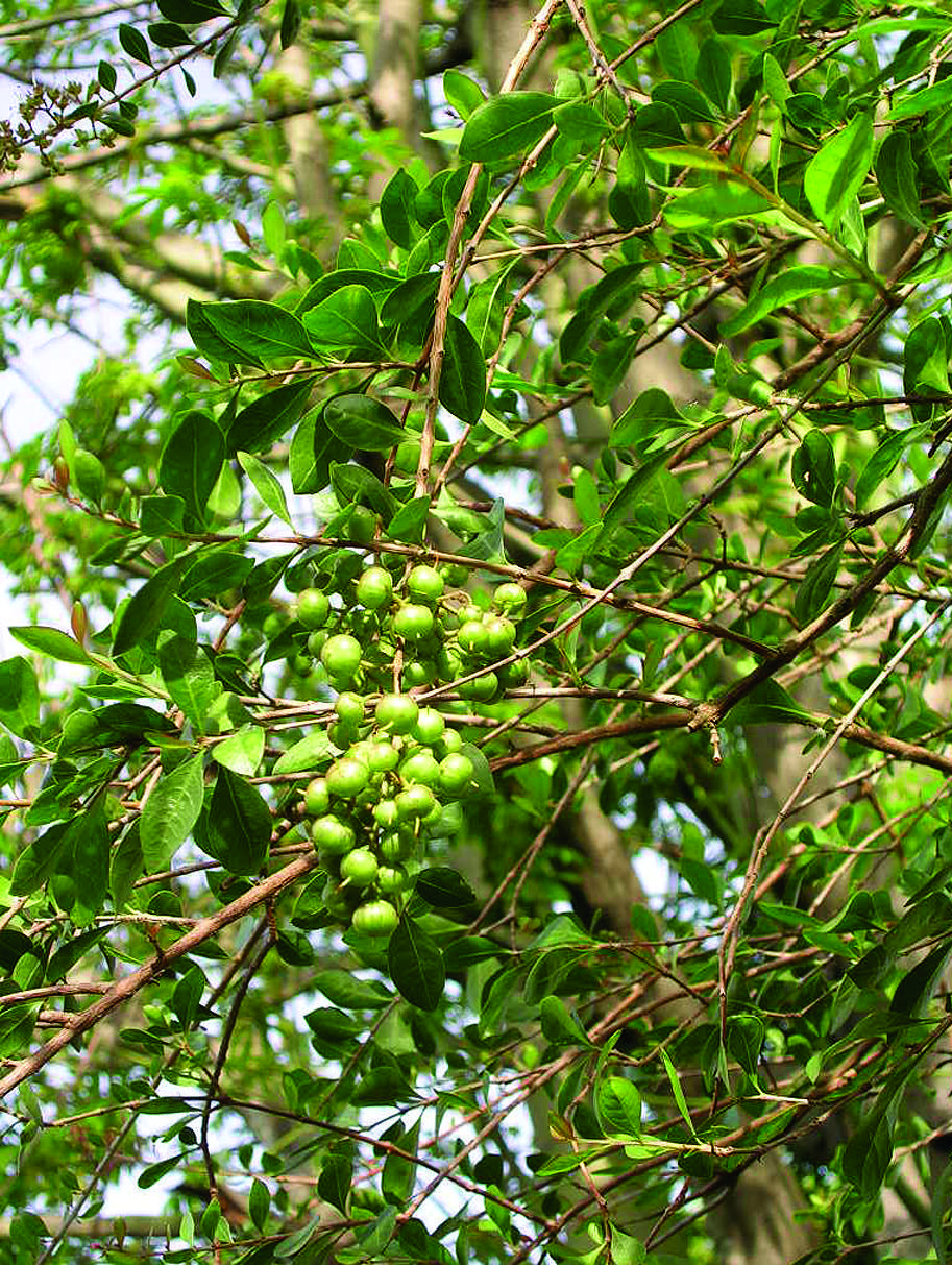 Lawsonia Inermis – Red Brown Dye ~ Cool Critters