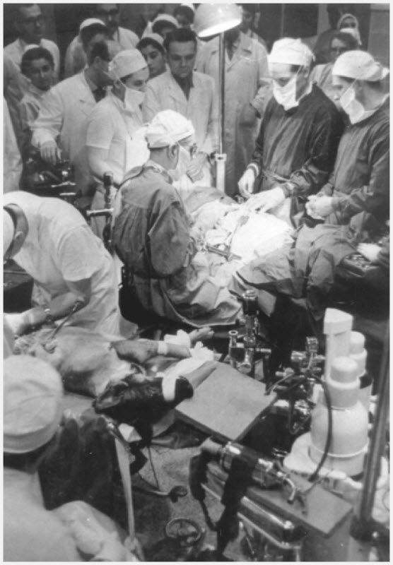 Vladimir Petrovich Demikhov’s Two-Headed Dog | Amusing Planet