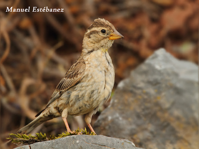 Miradas Cantábricas: Gorrión chillón (Petronia petronia)