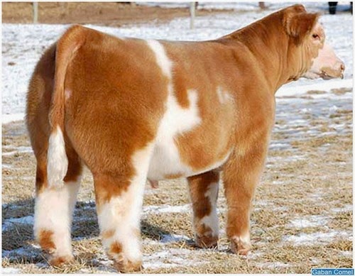 Lembu Pelik Ini Mempunyai Bulu Paling Lembu dan Gebu Sekali Didunia ...