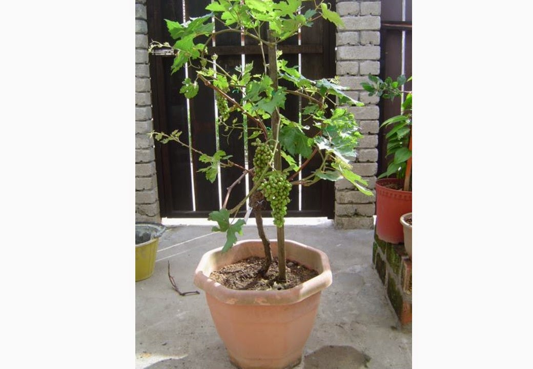 Floras Lovers ... All About Gardening: DIY LOVERZ > Teknik Membuat ...