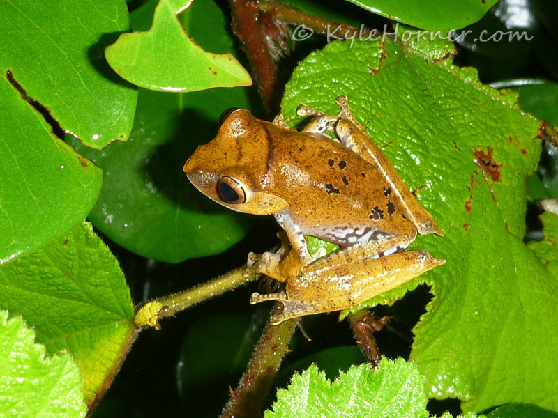 Kyle Horner Nature Blog: March 2012