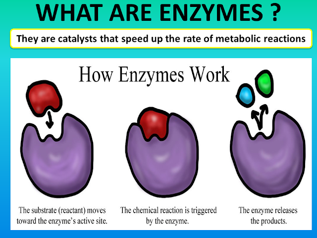 Grade 11: Chapter 4 - ENZYMES