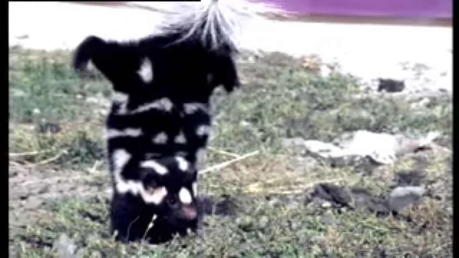 Another Galaxy: spotted Skunk Has spotted Handstand Dancing
