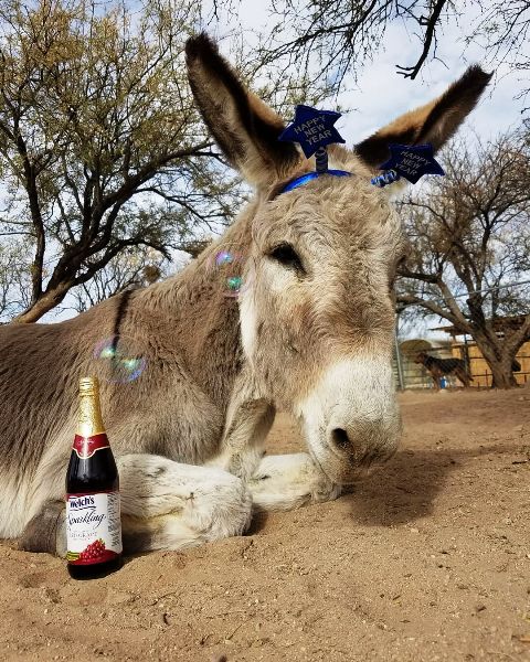 Forever Home Donkey Rescue: HAPPY NEW YEAR TO ONE AND ALL......!!