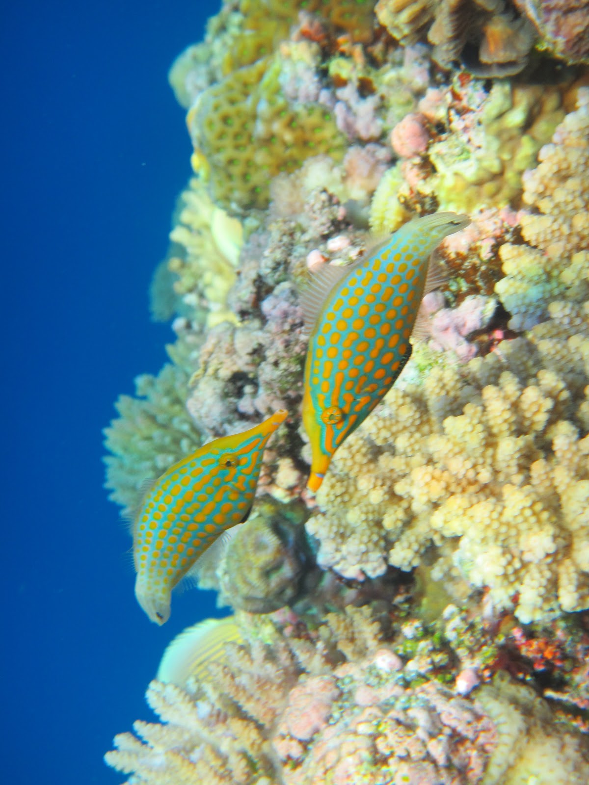 Corie Schneider: Chesterfield Reef II