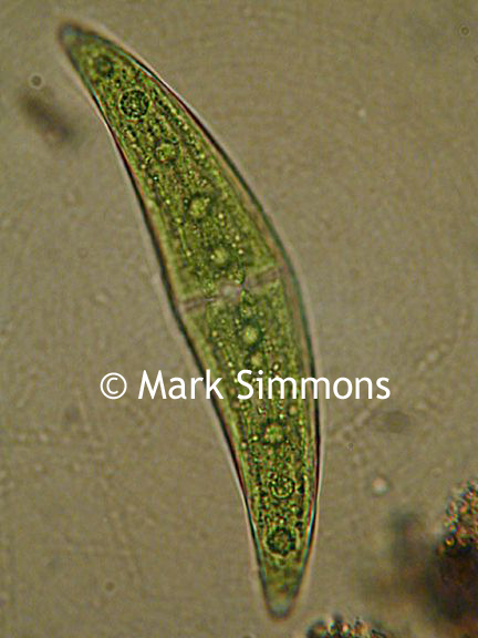 Microscope World Blog: Closterium under the Microscope