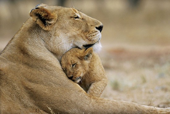 HD Animals Wallpapers: Mothers Love - Animals love Pictures and Photos