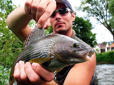 SKMuskar: Lipeň tymianový (Thymallus thymallus)