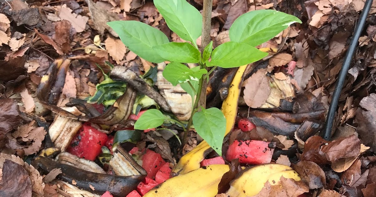 Worm Fancy: Adding Worms to the Garden -- Sacramento area's worms and ...