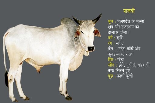 INDIAN GOD WALLPAPERS (GOD WALLPAPERS WORLD WIDE): INDIAN COW ...