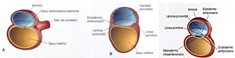 _: CLASE N 5 DE EMBRIOLOGIA Tercera semana embrionaria