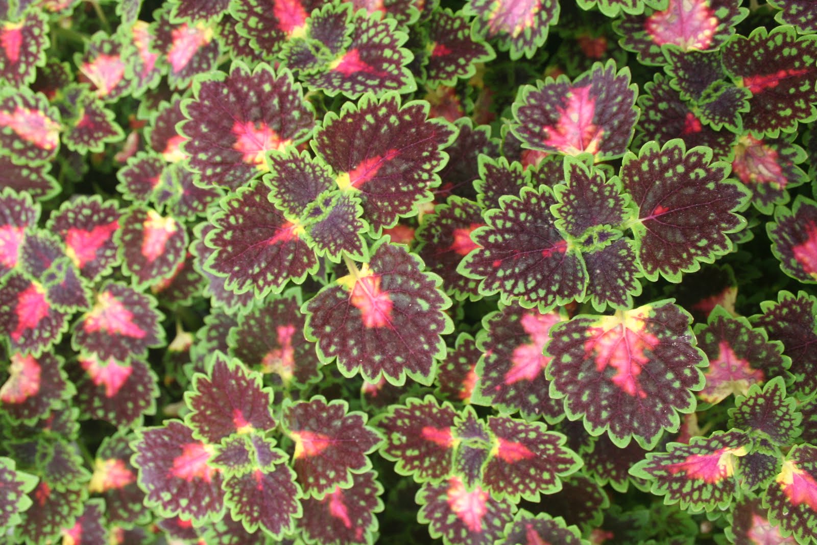 West Coast Gardens: Coleus