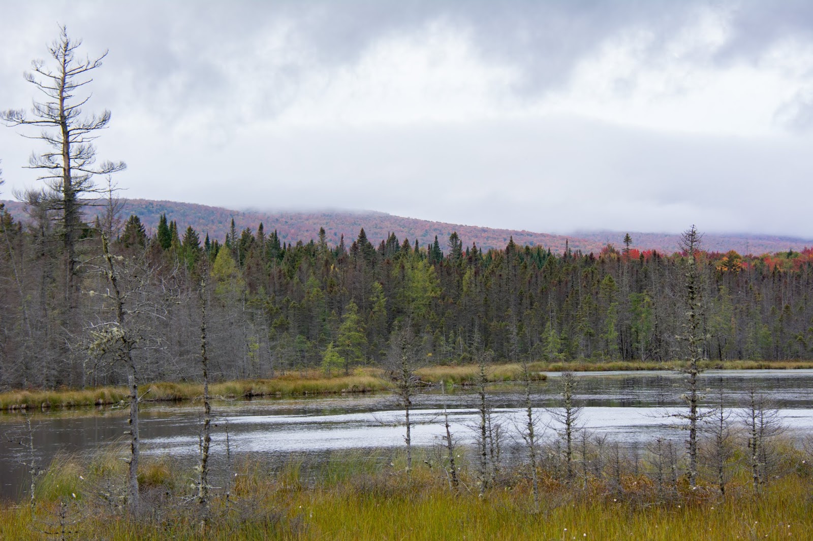 Carol's View Of New England: Moose Bog, Ferdinand VT
