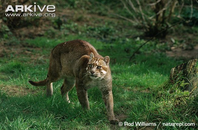 Mamíferos y marsupiales mammals of the earth: Gato dorado asiático ...