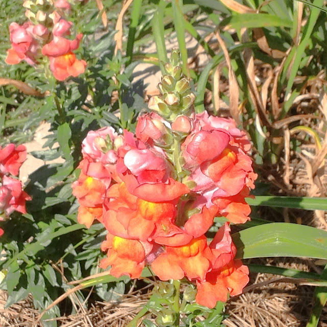 Marilyn's Florida Garden