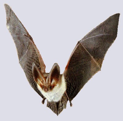 Science Education: Tau Gak Sih 16 Fakta Unik Kelelawar?