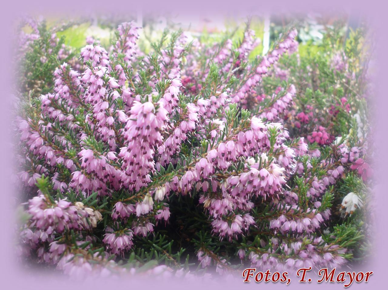 Flores y plantas silvestres: “ Erica x darleyensis mediterranean pink ...